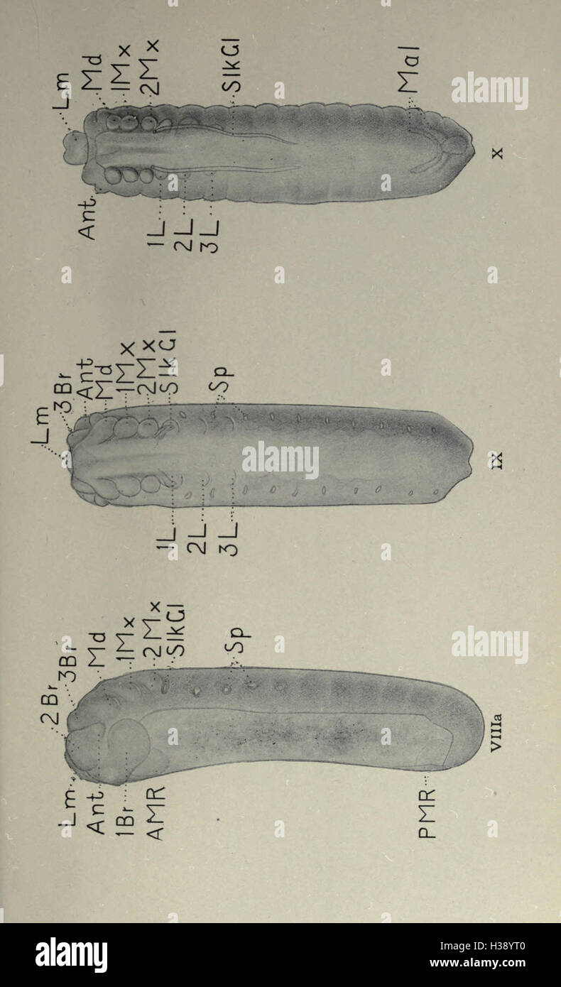 This work explores the development and growth stages of honey bee ...
