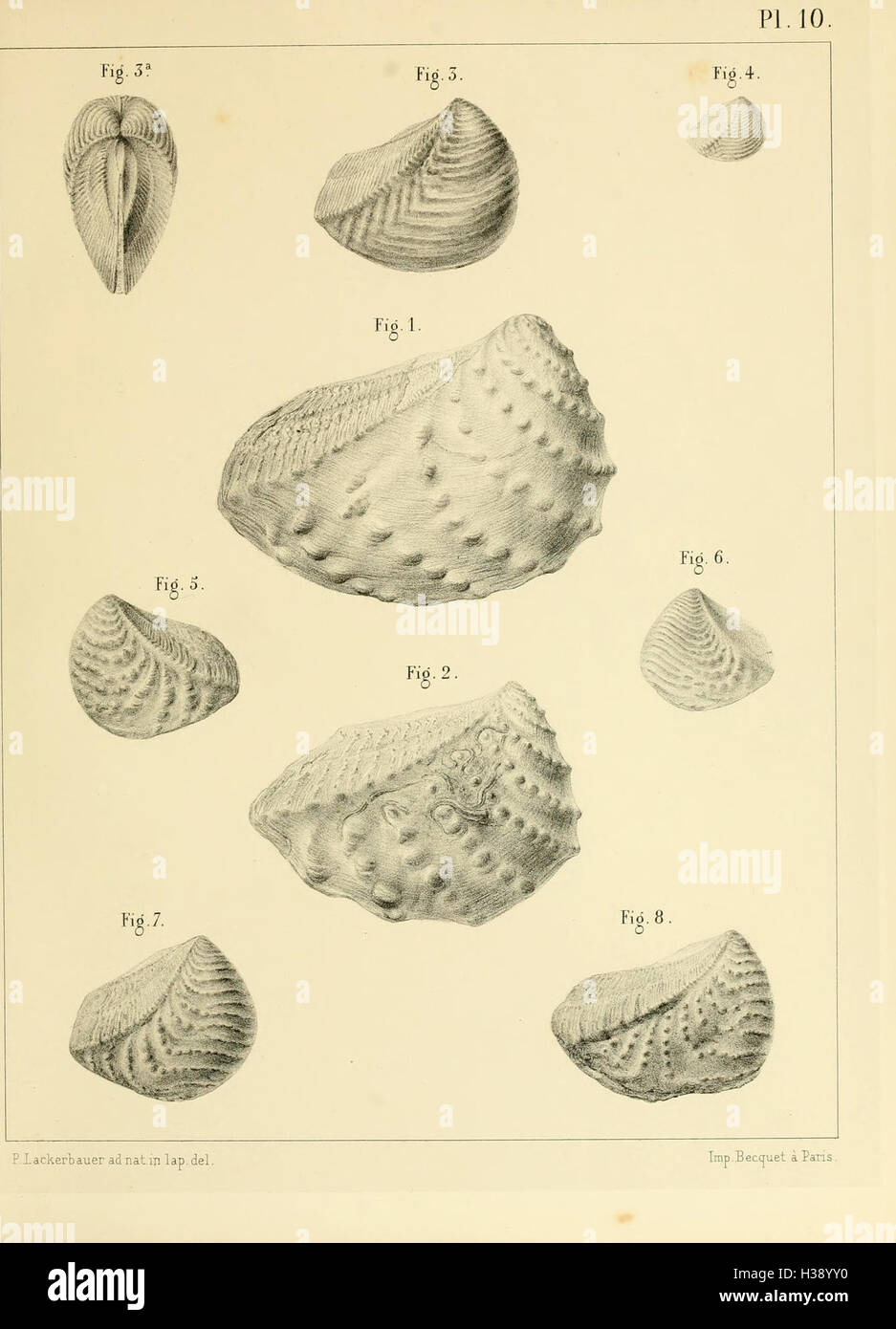 This monograph provides a detailed study of the British fossil genus ...