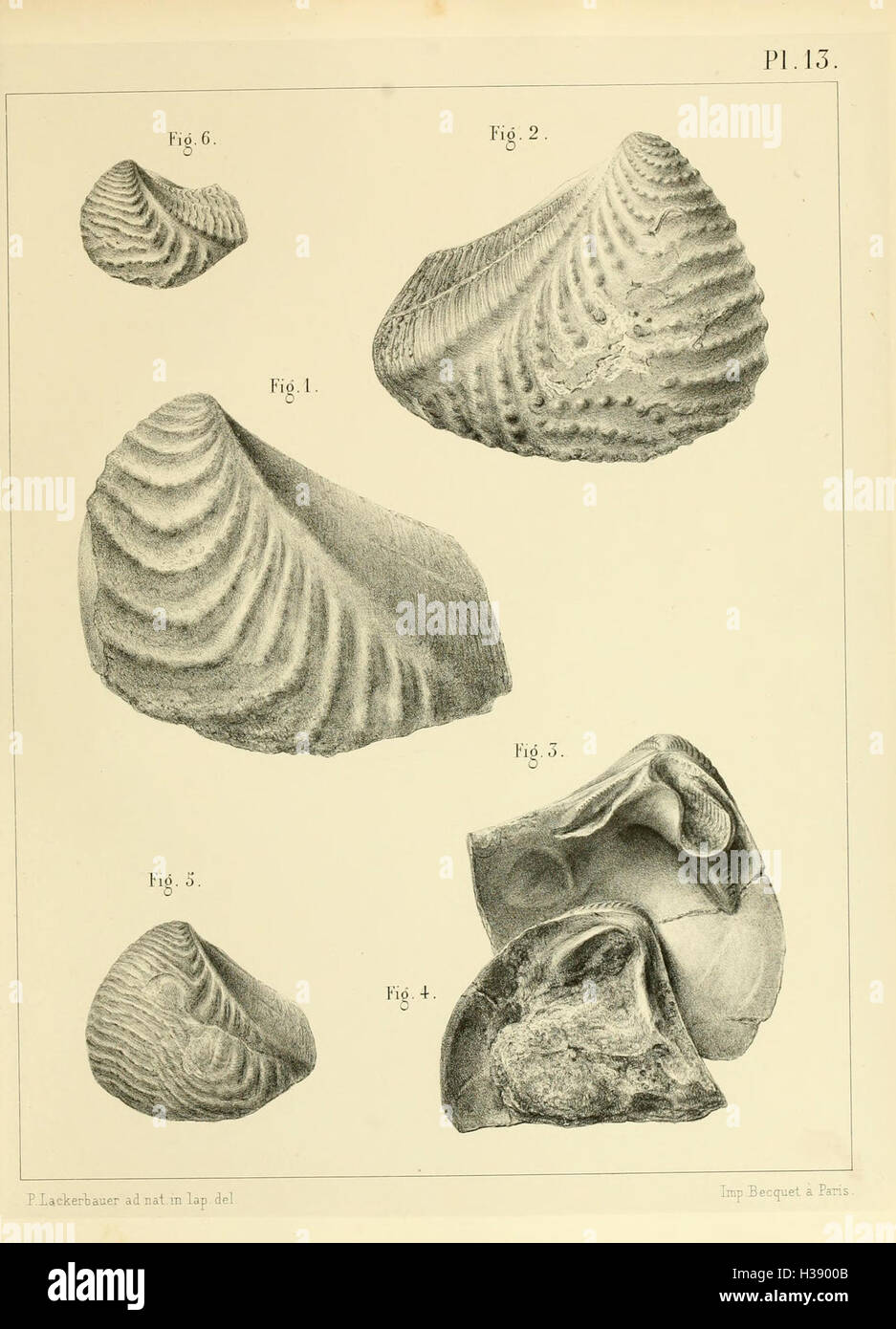 Genus trigonia hi-res stock photography and images - Alamy