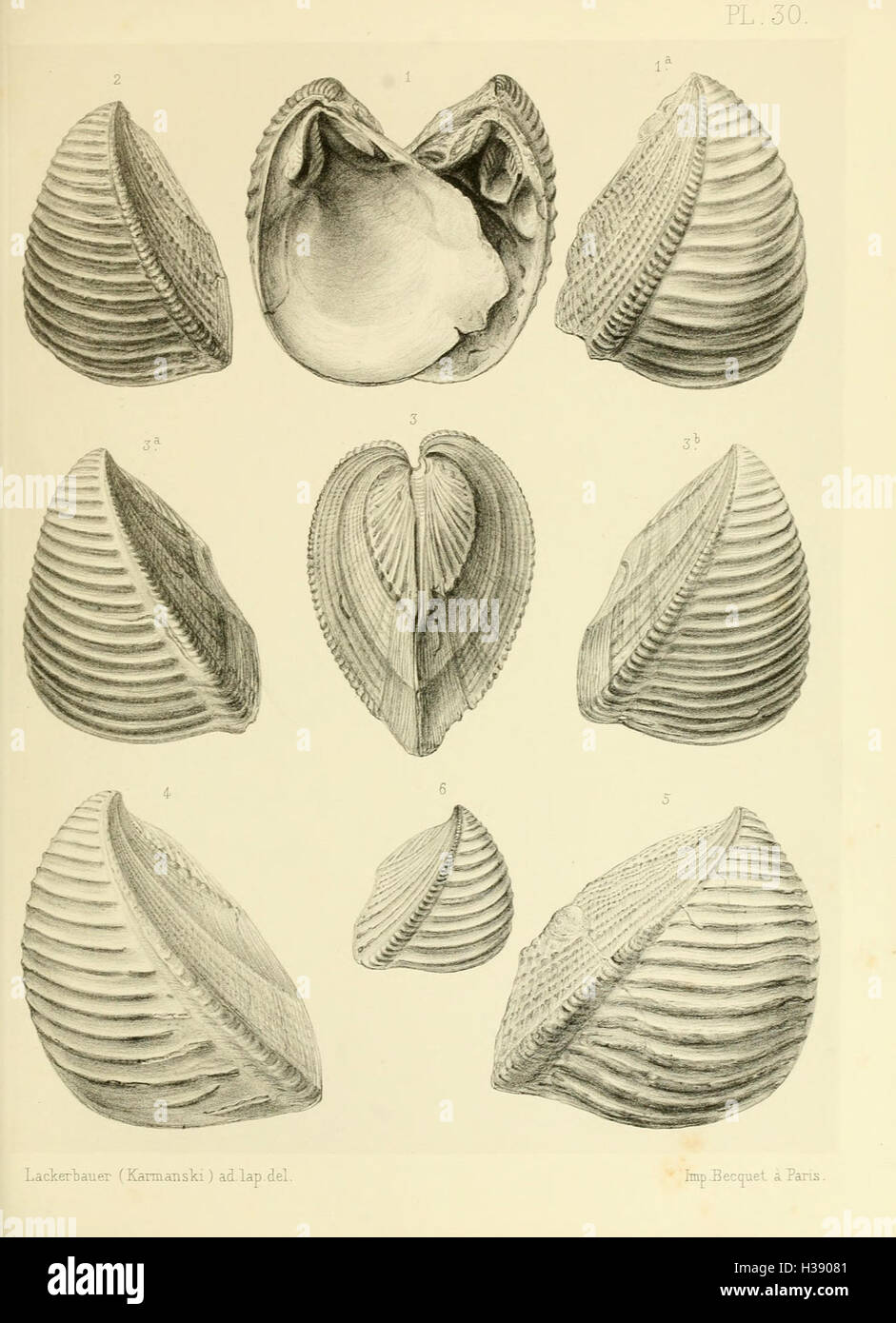 A detailed monograph on the British fossil species of the genus ...