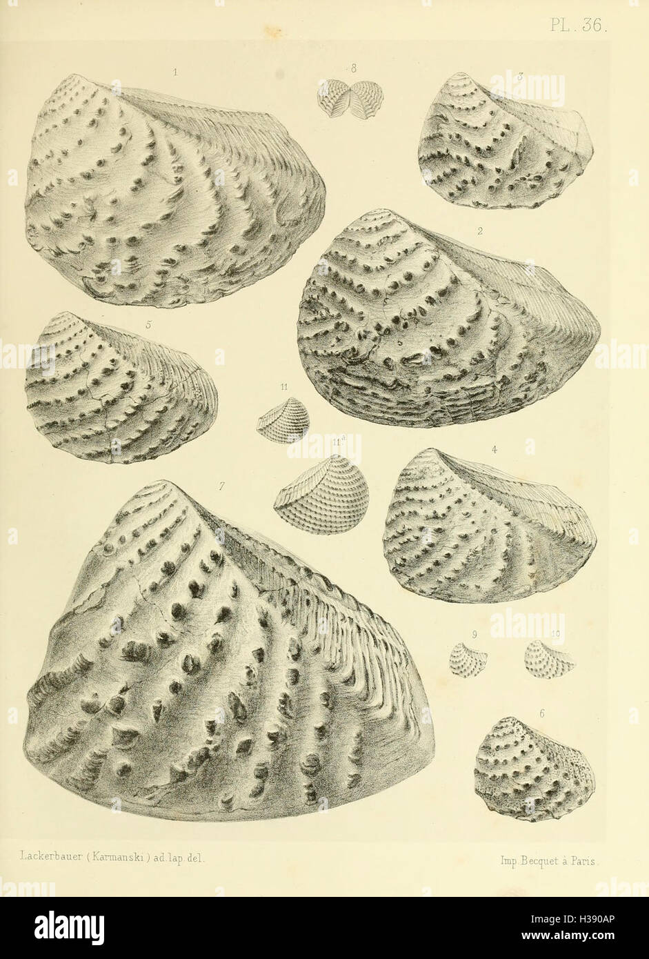 This monograph examines the British fossil species of Trigoniae, a ...