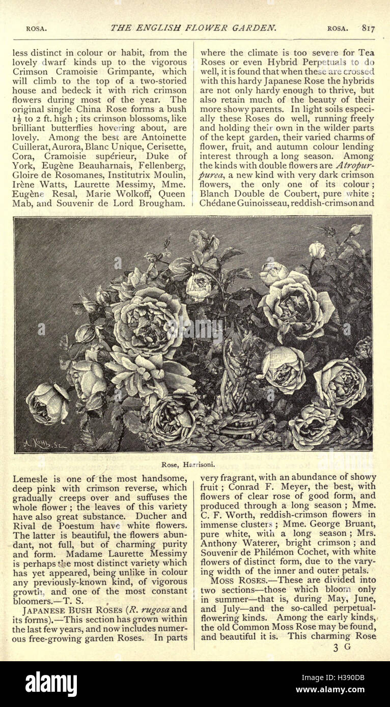 This guide covers the design and maintenance of English-style flower ...