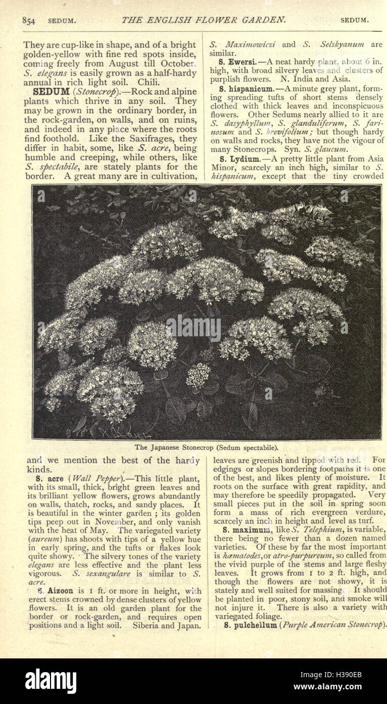 This comprehensive guide focuses on the cultivation, care, and ...