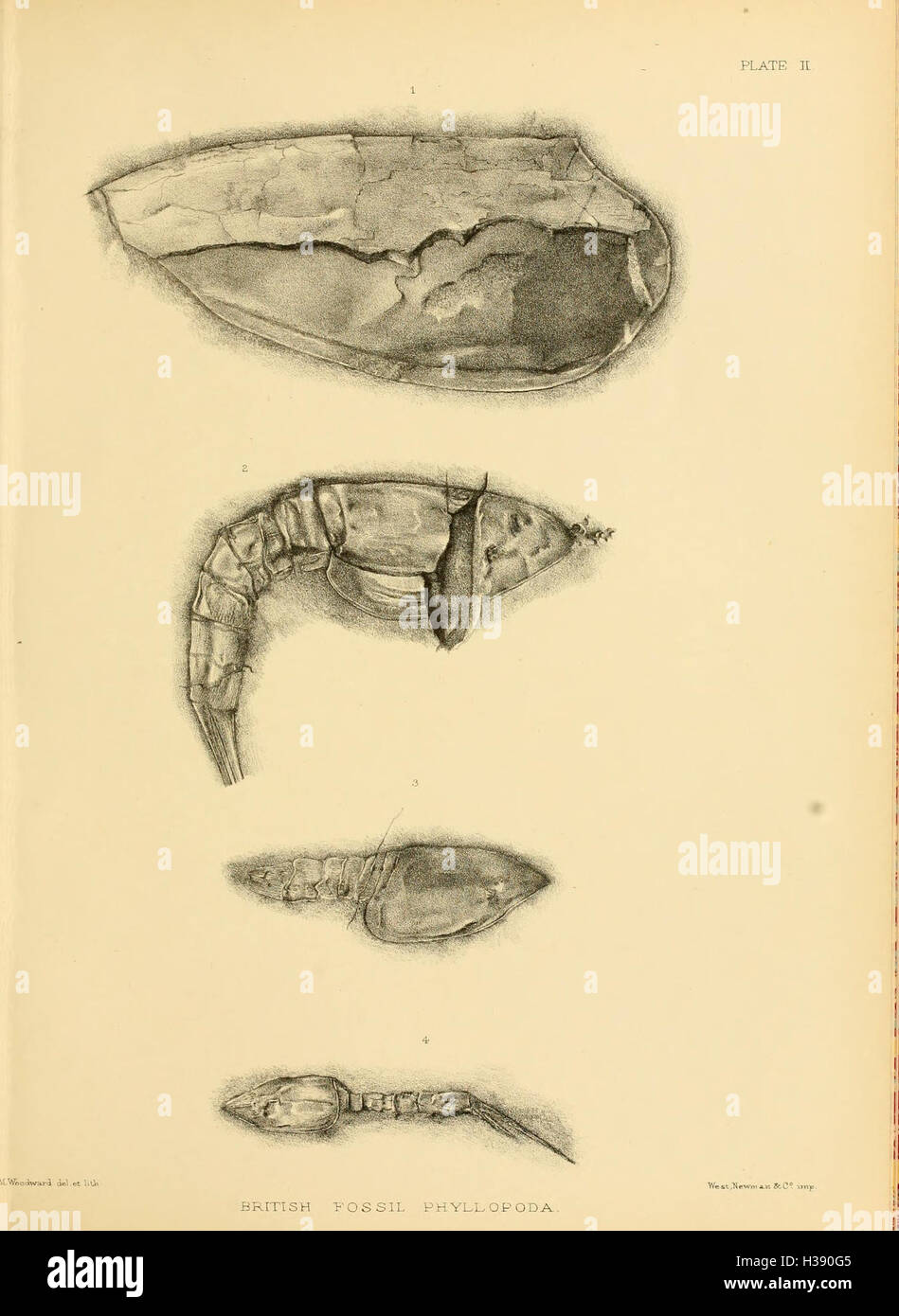 Phyllopoda hi-res stock photography and images - Alamy