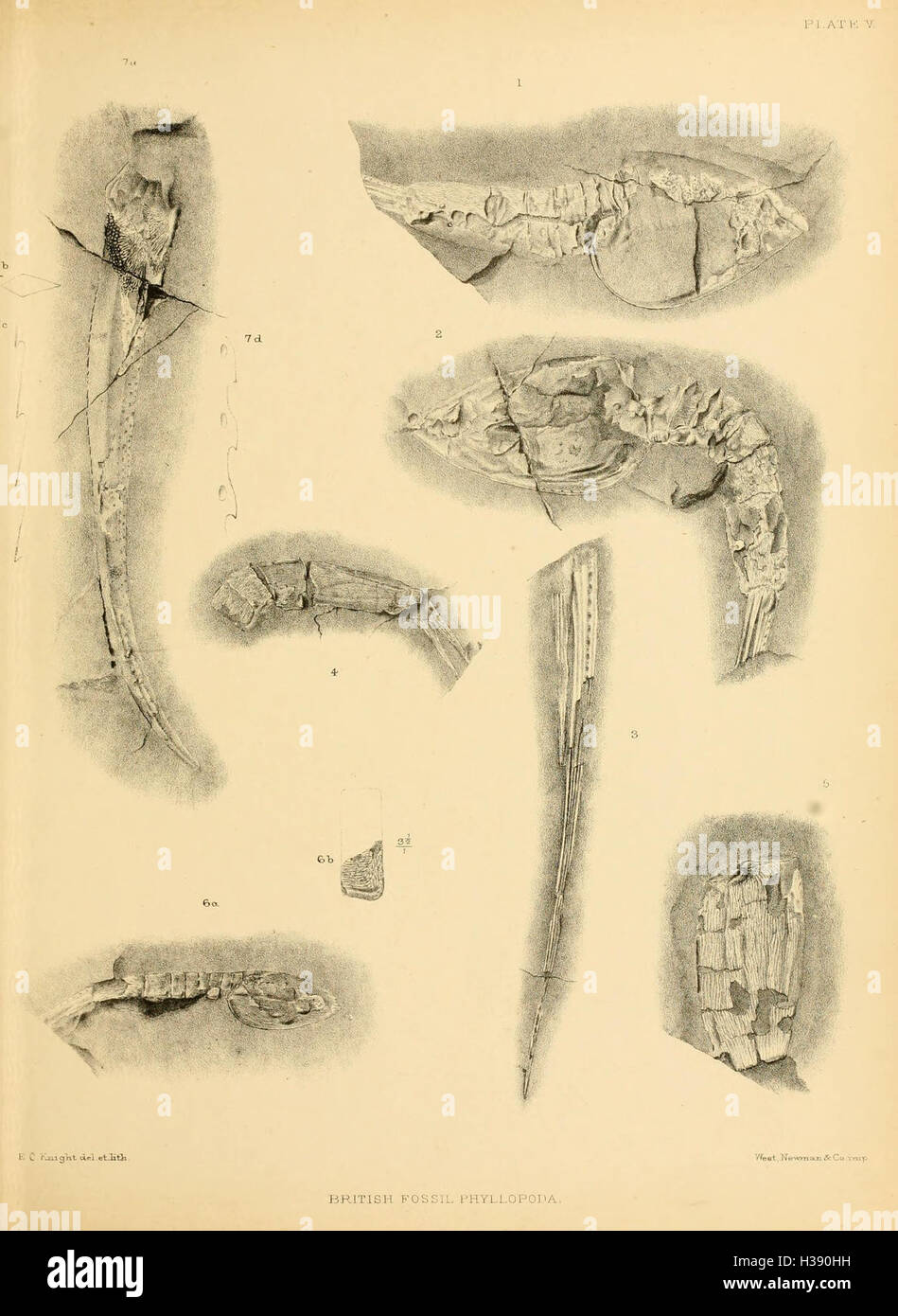 Phyllopoda hi-res stock photography and images - Alamy