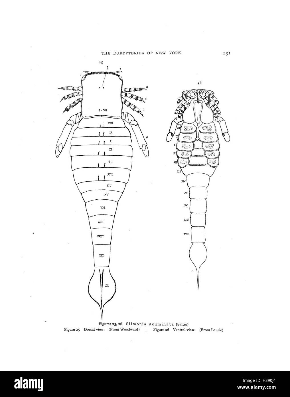 Understanding scorpion anatomy hi-res stock photography and images - Alamy