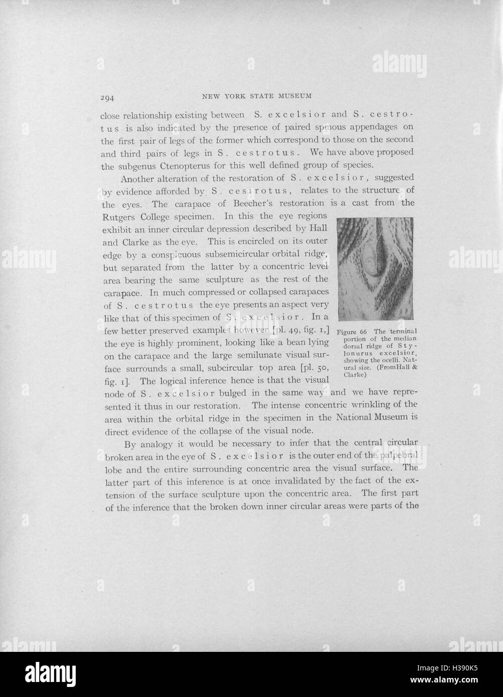 Arthropod ecosystems Black and White Stock Photos & Images - Alamy