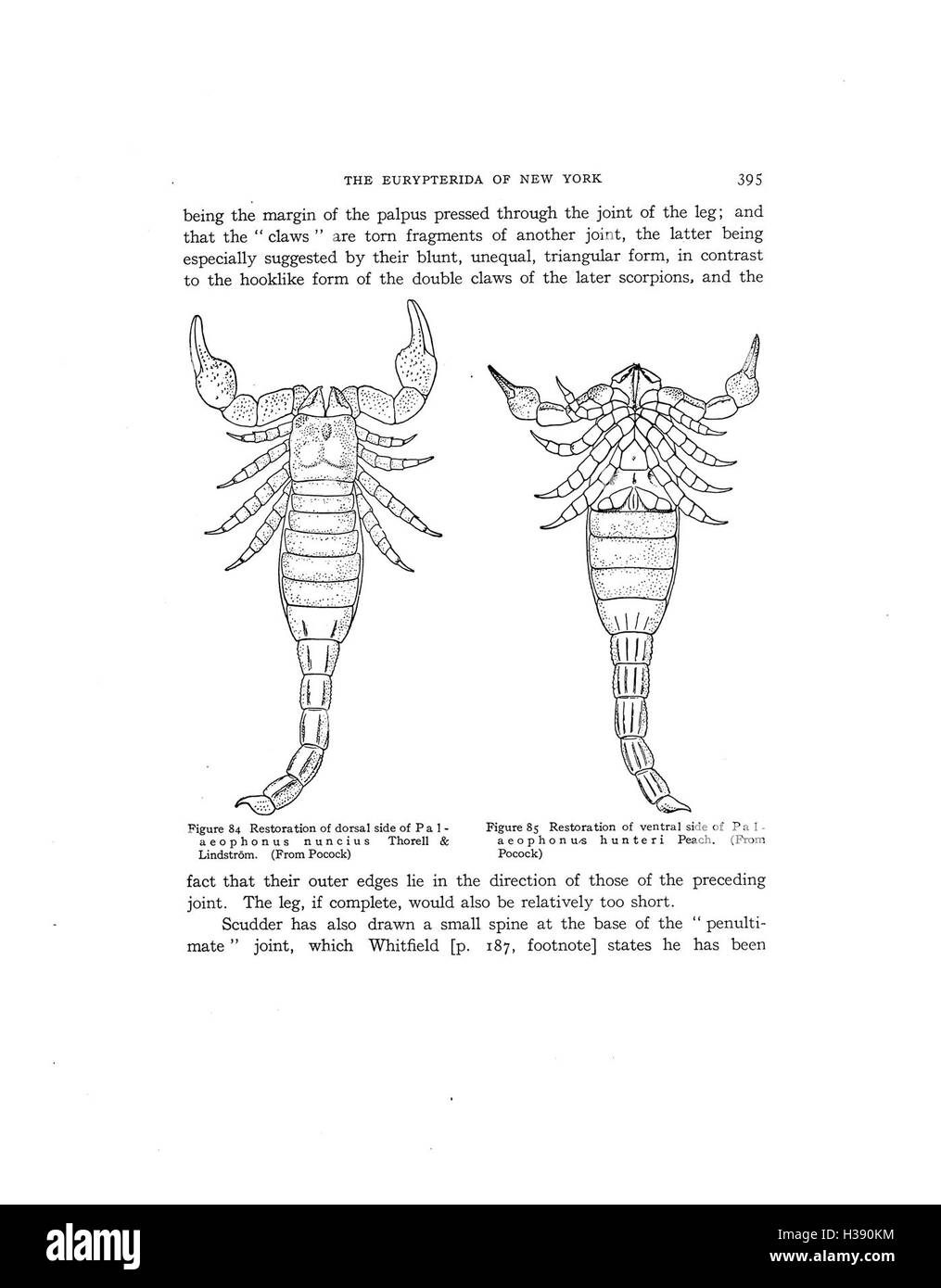 This page from 'The Eurypterida of New York' focuses on the study of ...