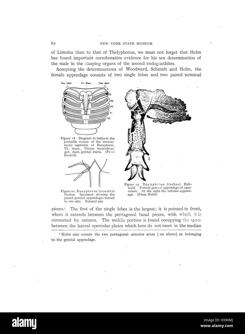 This work examines the Eurypterida fossils from New York, detailing the ...
