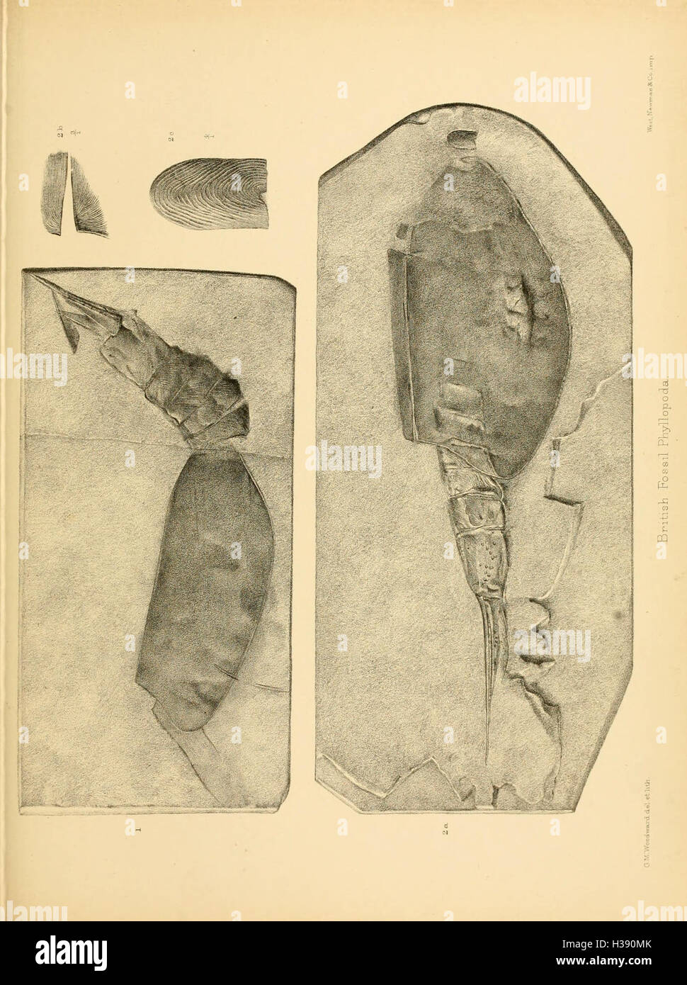 Phyllopoda hi-res stock photography and images - Alamy