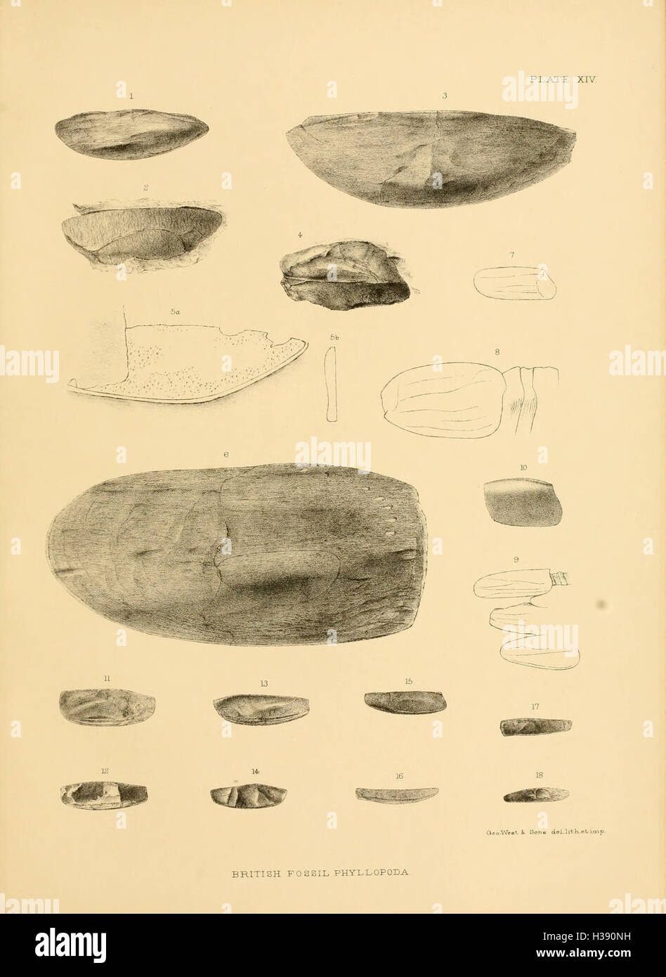 Phyllopoda hi-res stock photography and images - Alamy