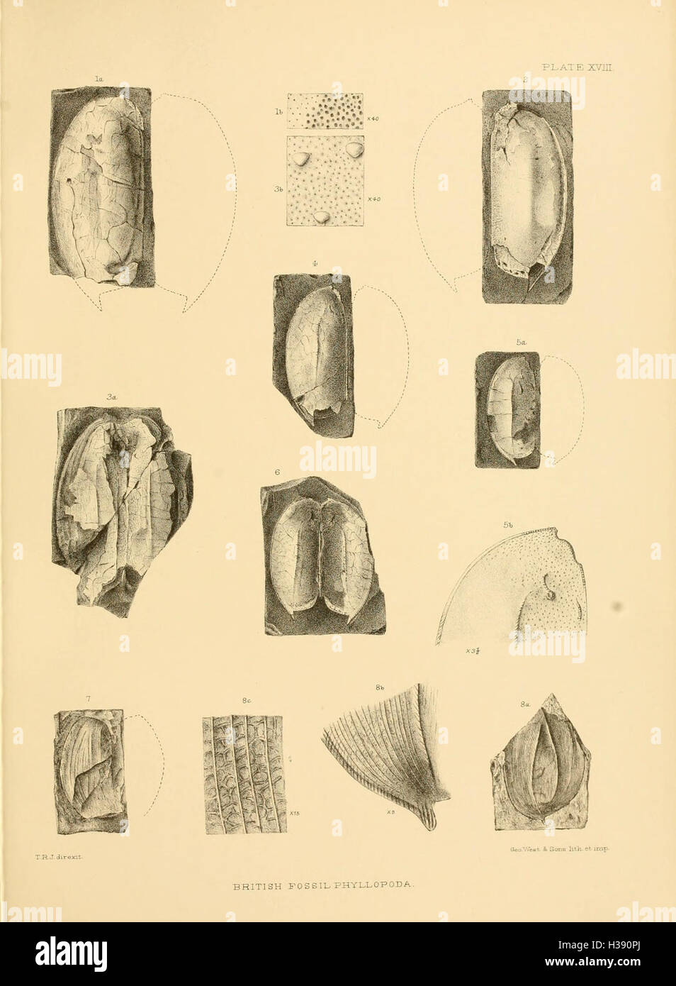 This monograph covers the British Paleozoic Phyllopoda, a group of ...