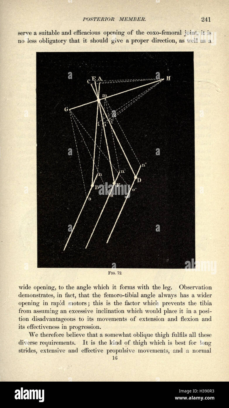 This book focuses on the exterior features of the horse, exploring the ...