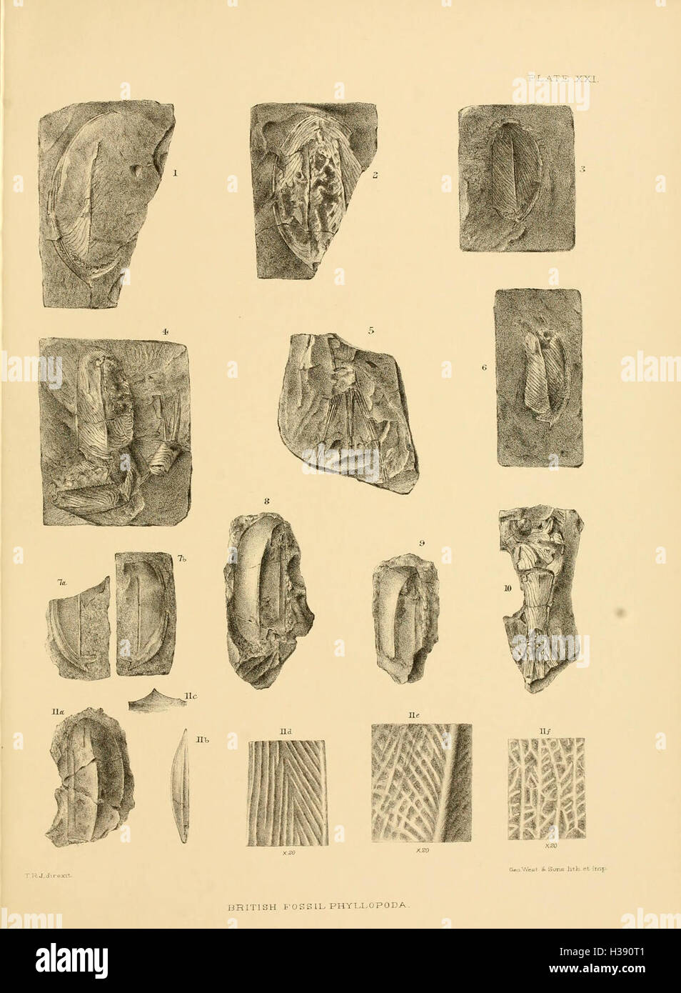 This monograph provides an in-depth study of the British Paleozoic ...