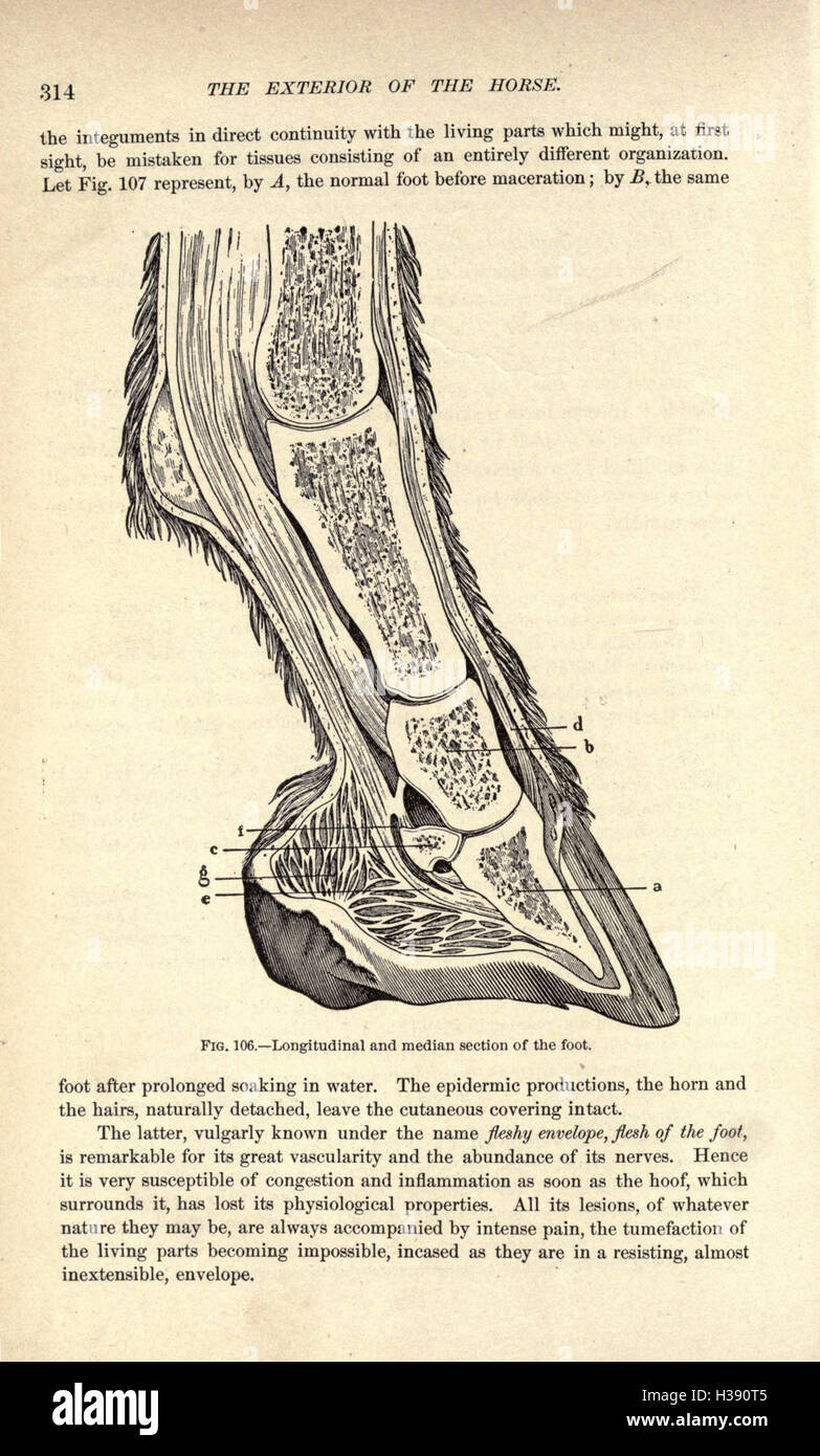 This study examines the external anatomy of the horse, focusing on its ...