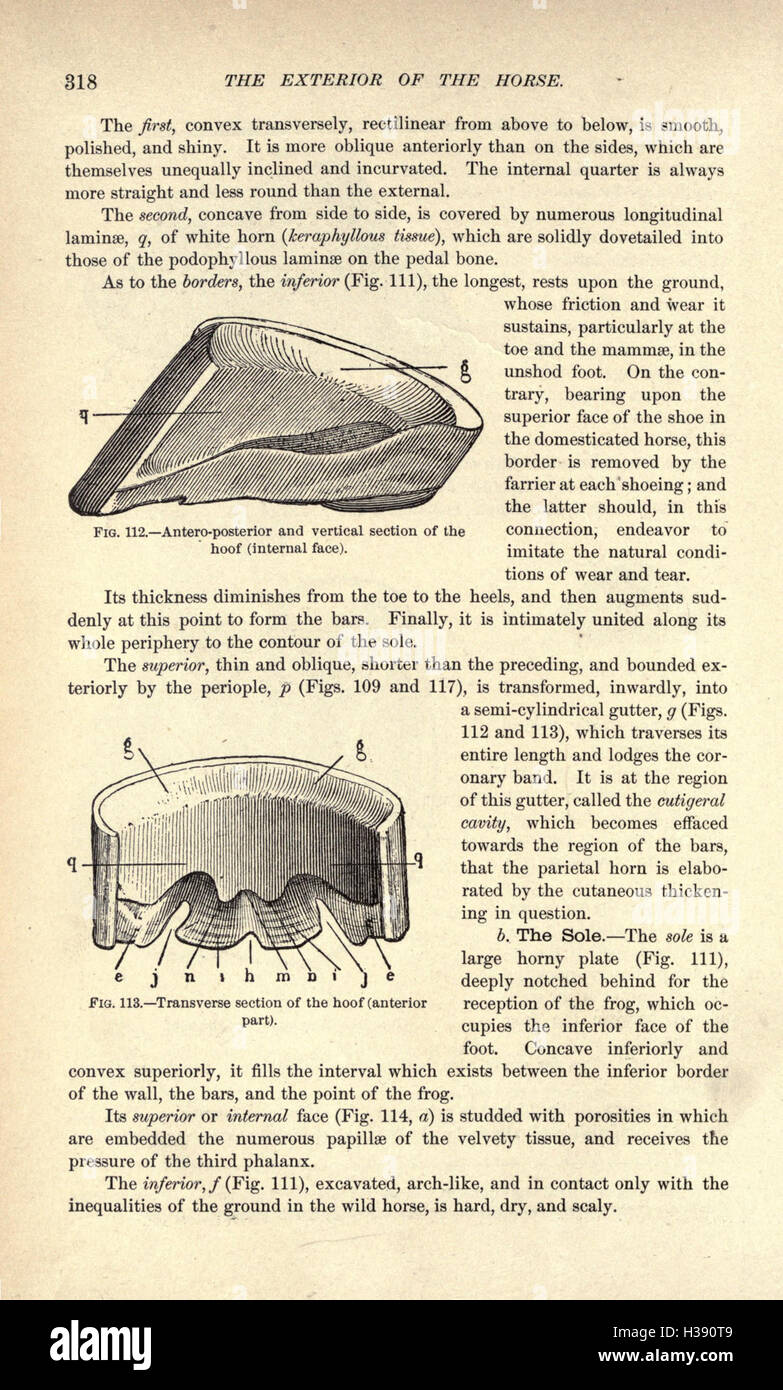 This work provides a detailed examination of the external features of ...