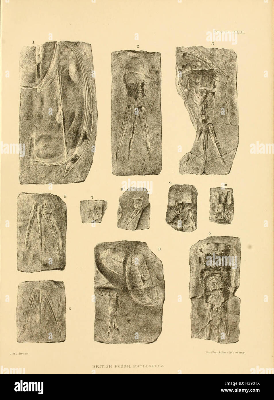 Phyllopoda hi-res stock photography and images - Alamy