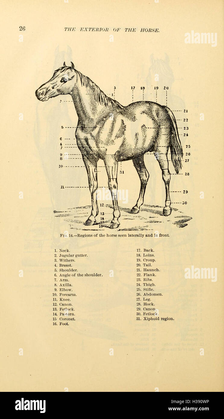 This text discusses the external physical features of the horse ...