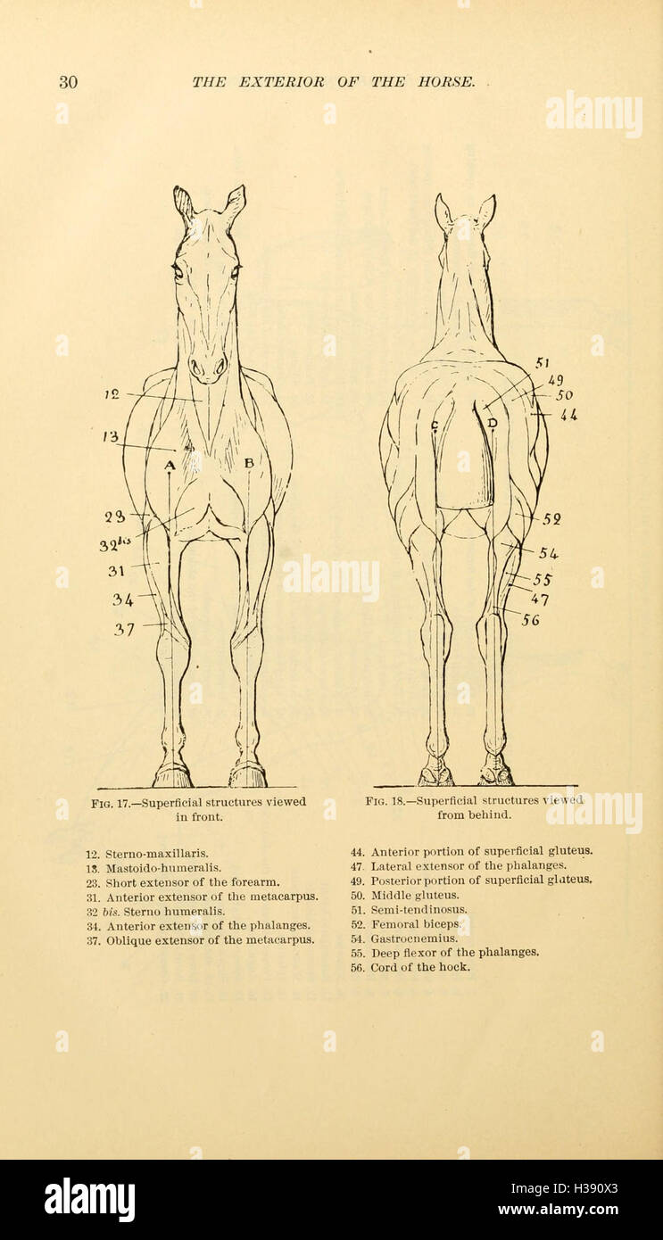 This book focuses on the external features of the horse, including its ...