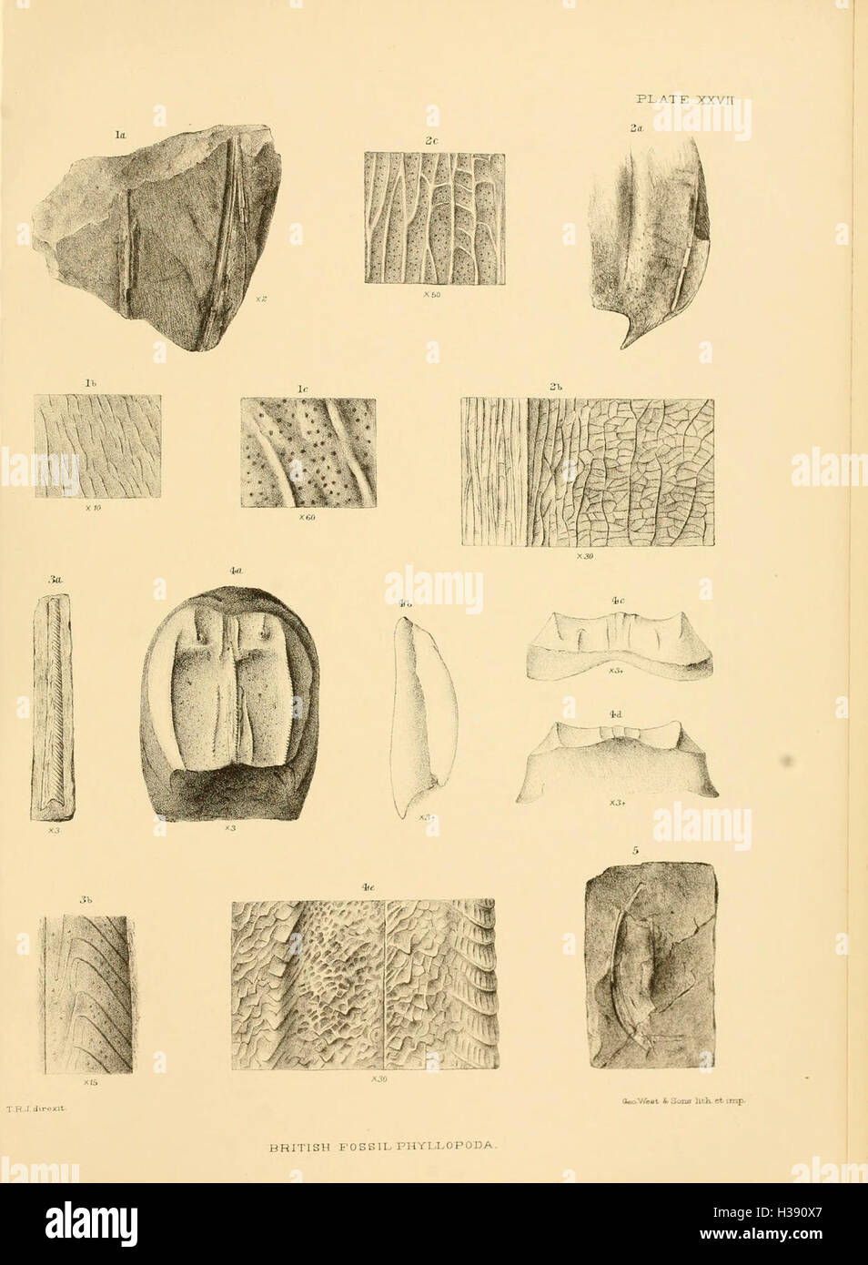 This monograph provides an extensive study of British Paleozoic ...