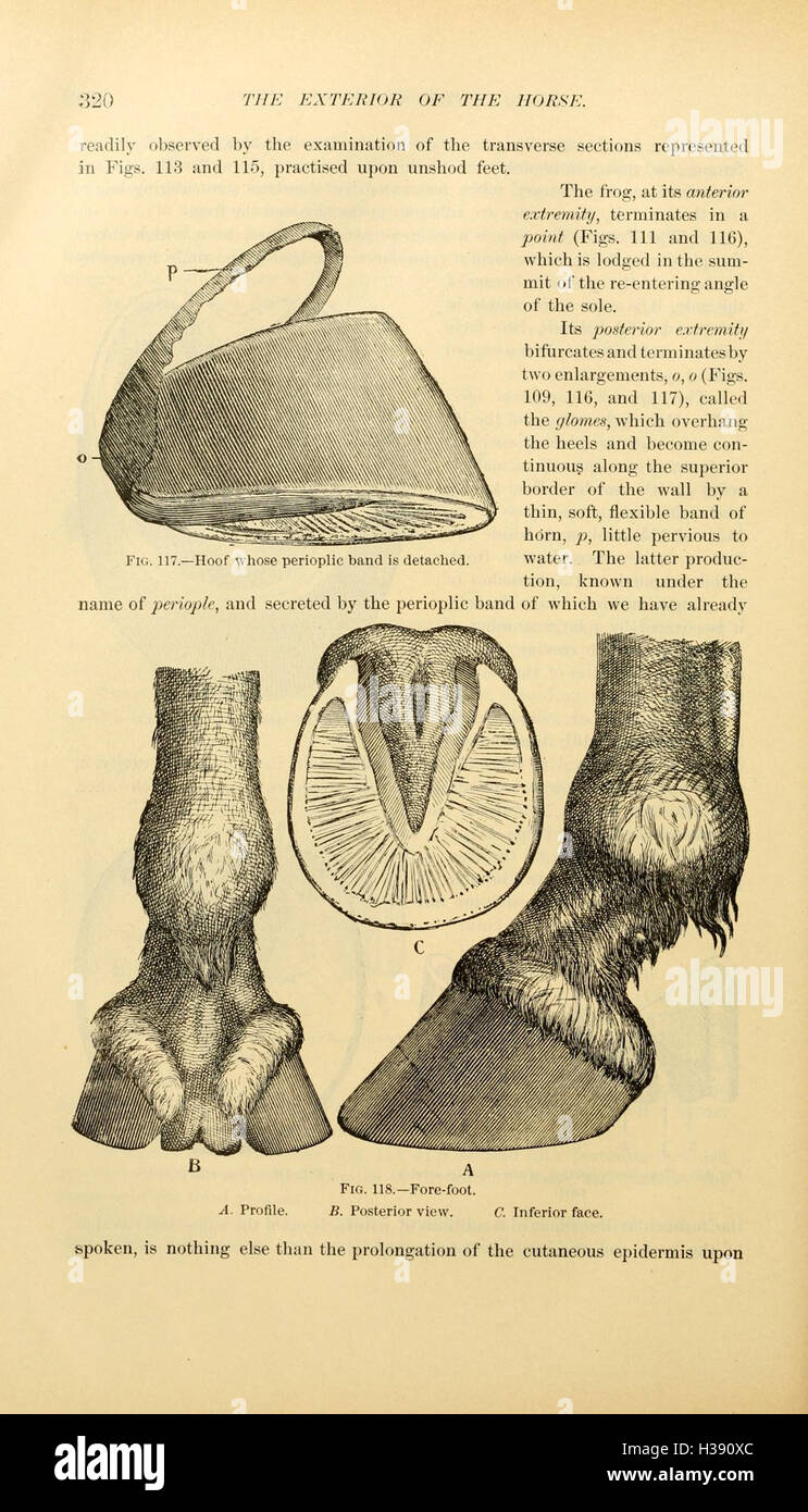 This page provides an overview of the external features of horses ...