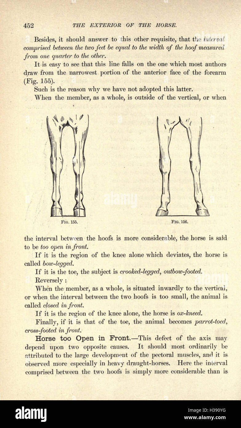This work examines the external physical features of horses, focusing ...
