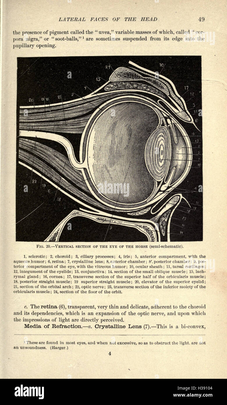This page examines the external anatomy of the horse, detailing its ...