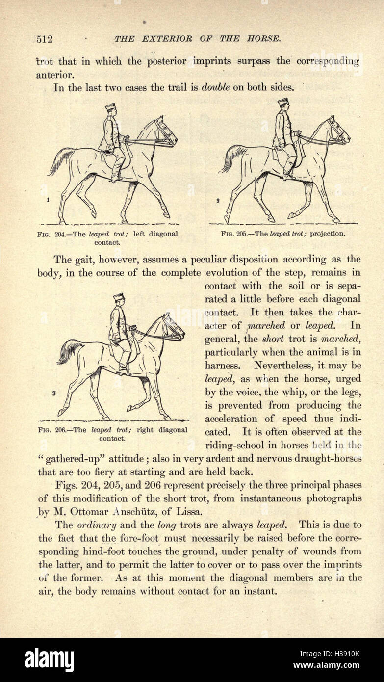 This text provides an anatomical and functional examination of the ...