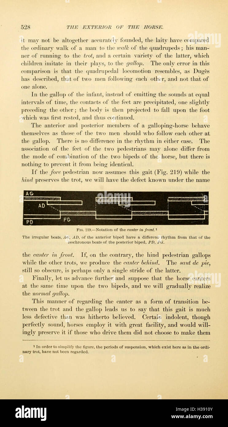 This work examines the external anatomy of the horse, providing ...
