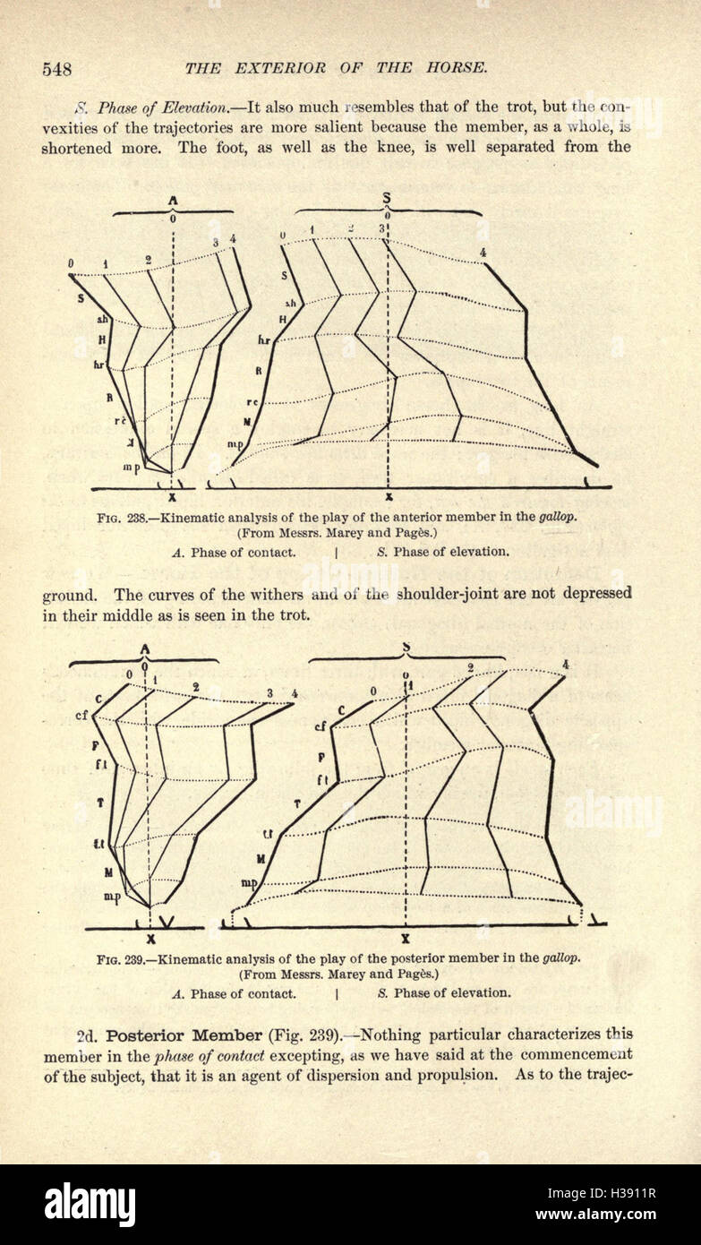 This work explores the exterior features of the horse, focusing on its ...