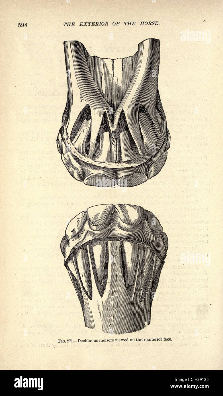 The exterior of the horse (Page 598) BHL218 Stock Photo - Alamy