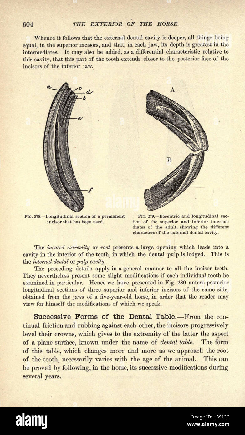 External physical characteristics hi-res stock photography and images ...