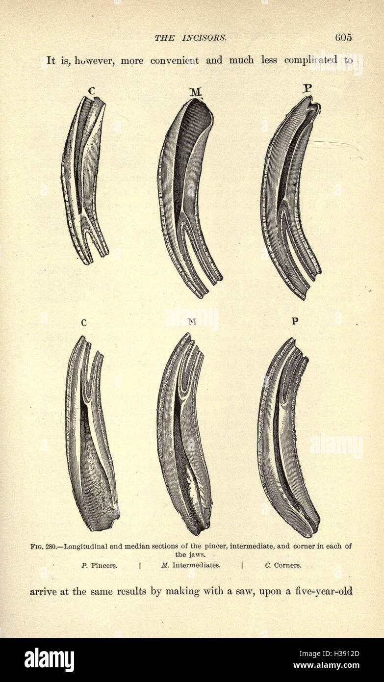 A detailed study of the external anatomy of the horse, describing key ...