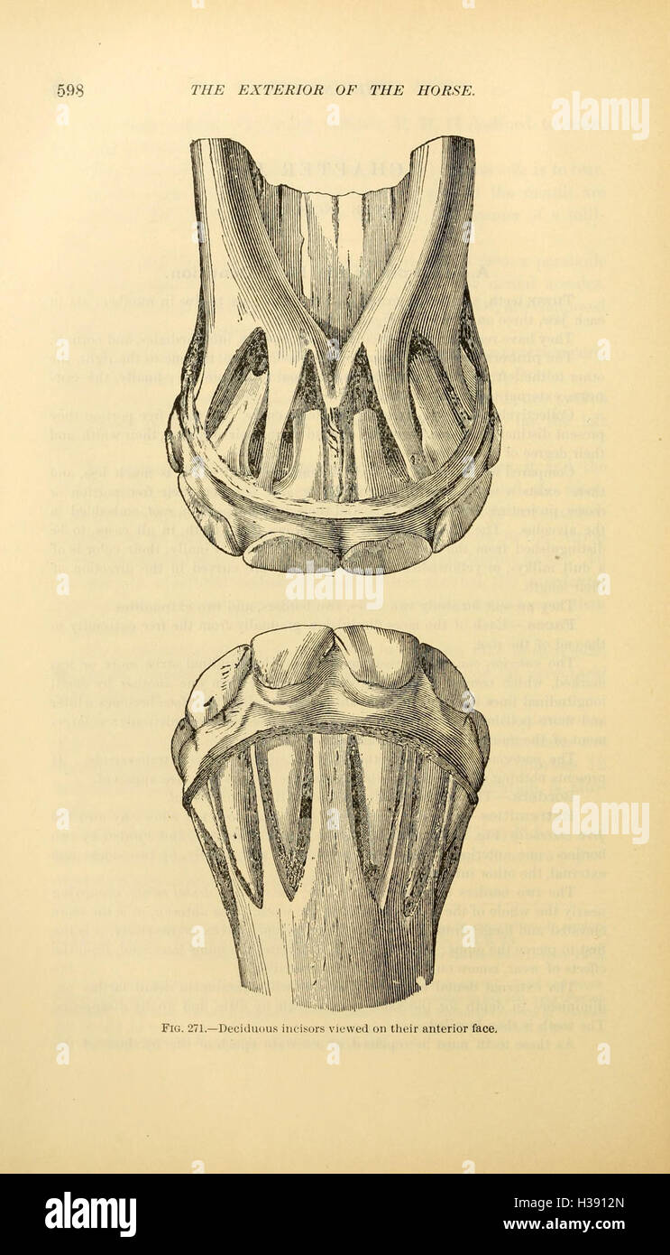 An in-depth description of the exterior features of the horse ...