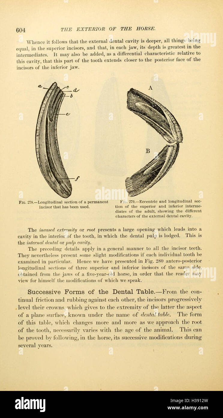 A detailed examination of the external anatomy of the horse, focusing ...