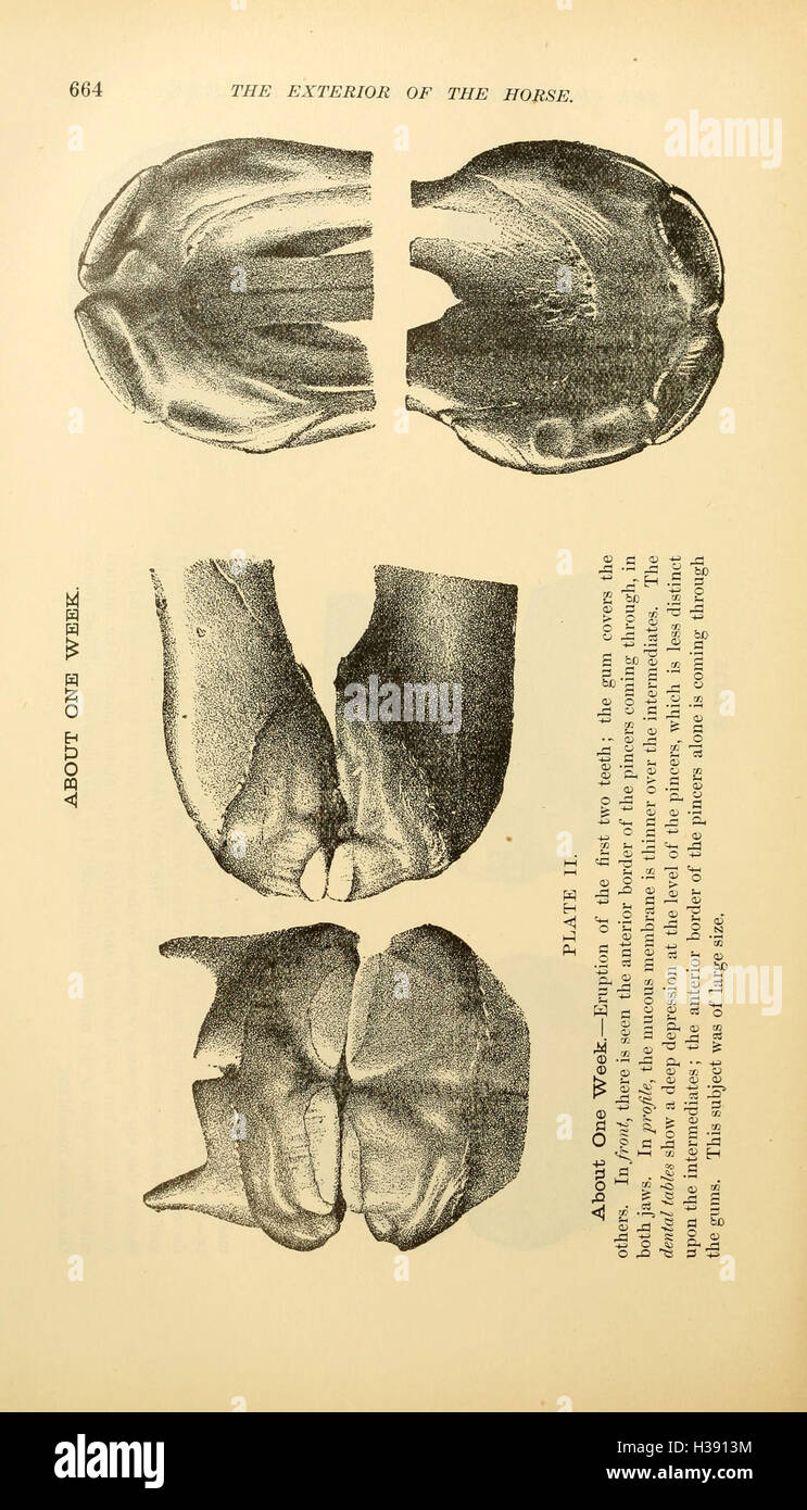 This work provides a detailed study of the external anatomy of the ...