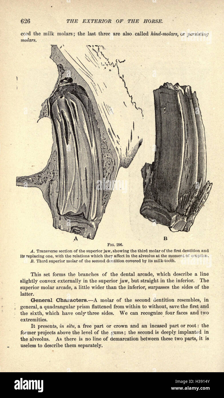 This study focuses on the external features of the horse, including its ...