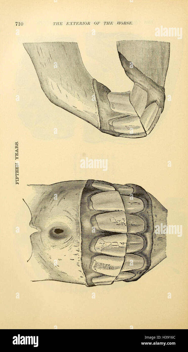 This page provides an in-depth look at the exterior anatomy of horses ...