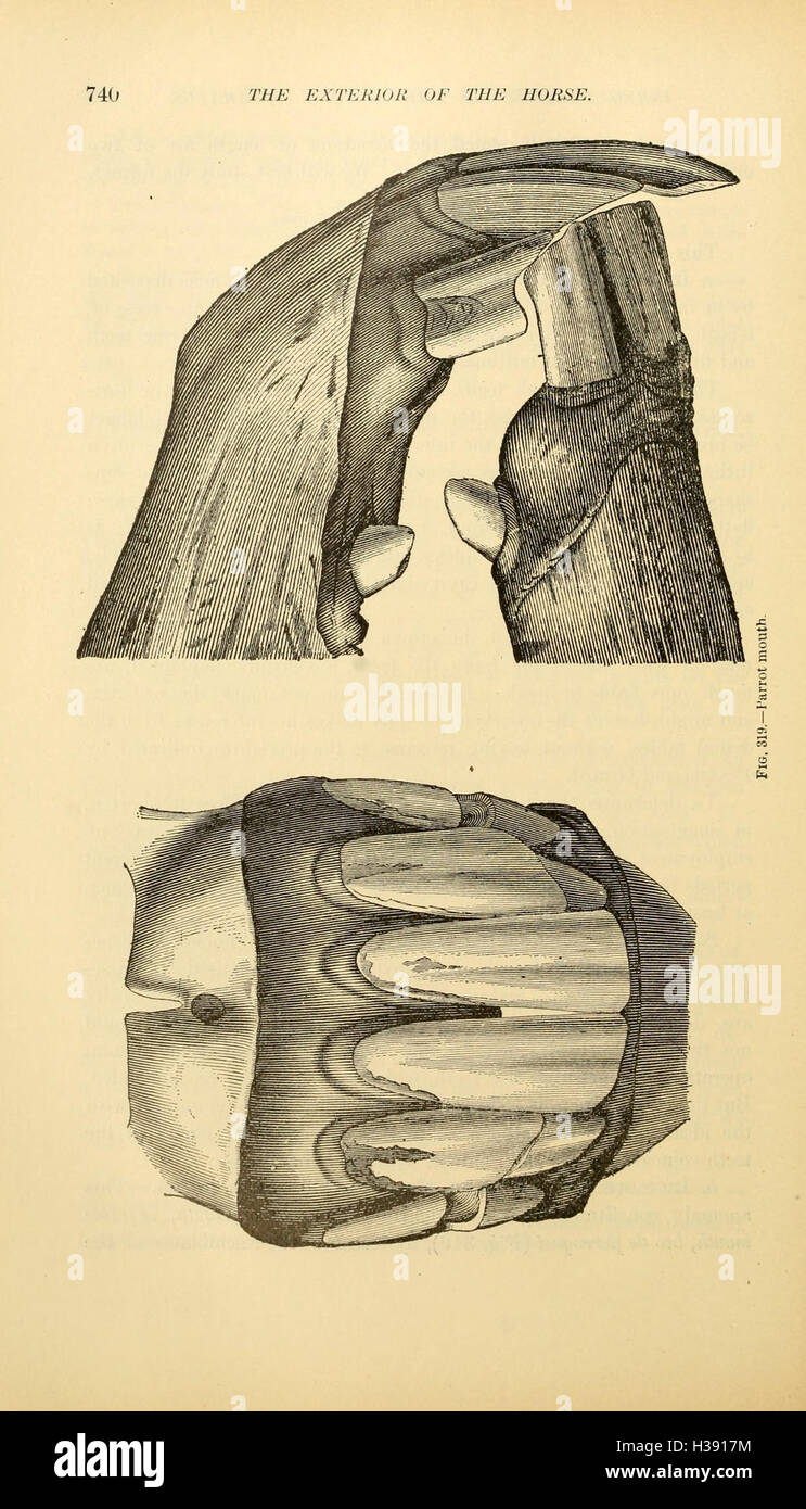 This page offers an in-depth look at the external anatomy of horses ...