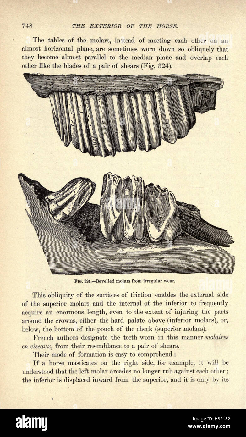 This work examines the physical exterior features of horses, focusing ...