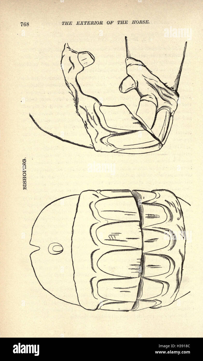 A detailed examination of the external features of horses, covering ...