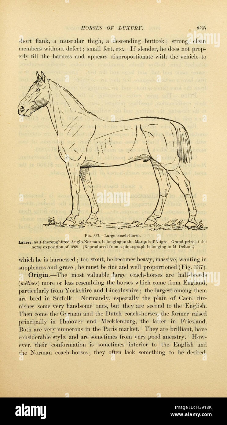 This page describes the external features of the horse, focusing on its ...
