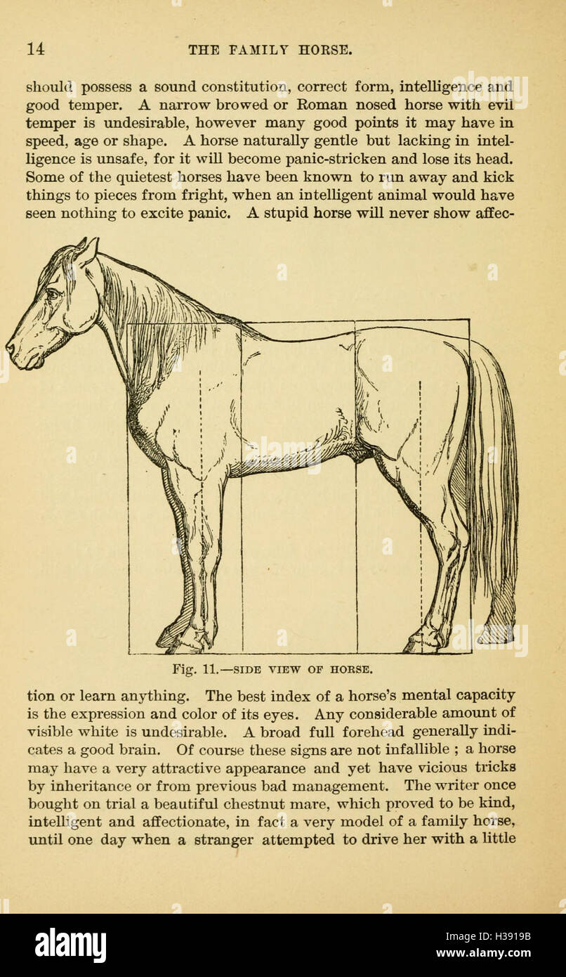 A guide on choosing, raising, and caring for a family horse ...