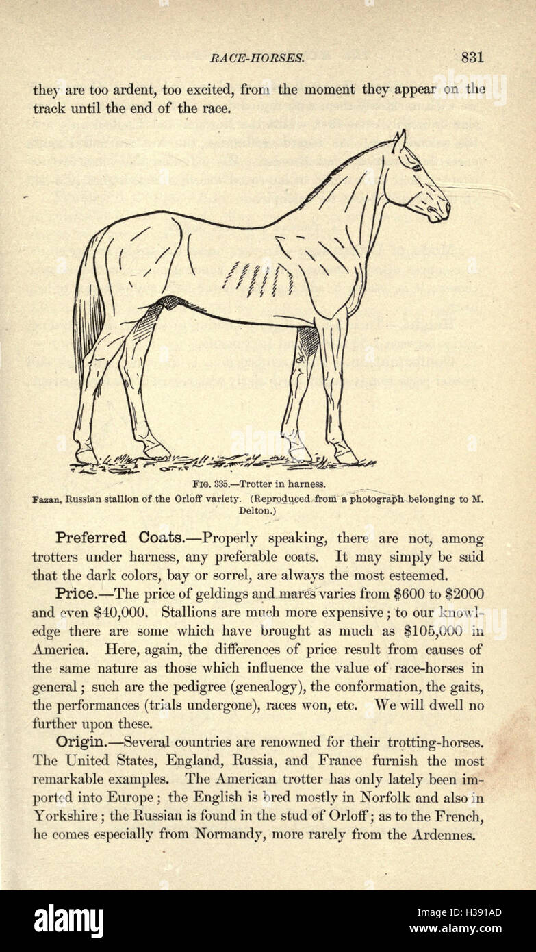 A detailed examination of the external anatomy of the horse, covering ...