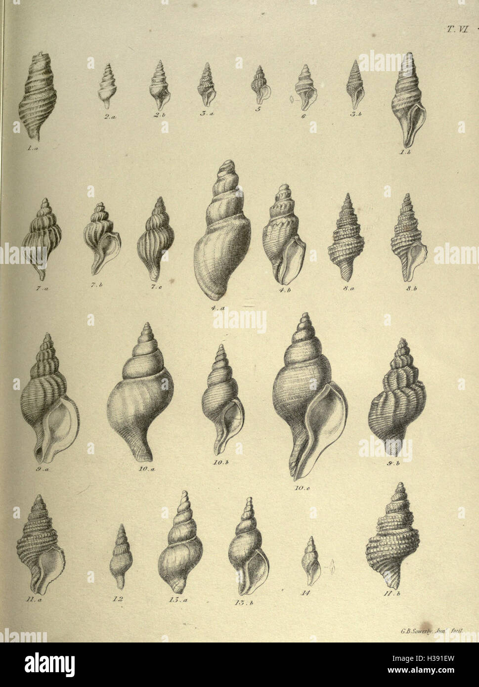 Diversity of molluscan species hi-res stock photography and images - Alamy