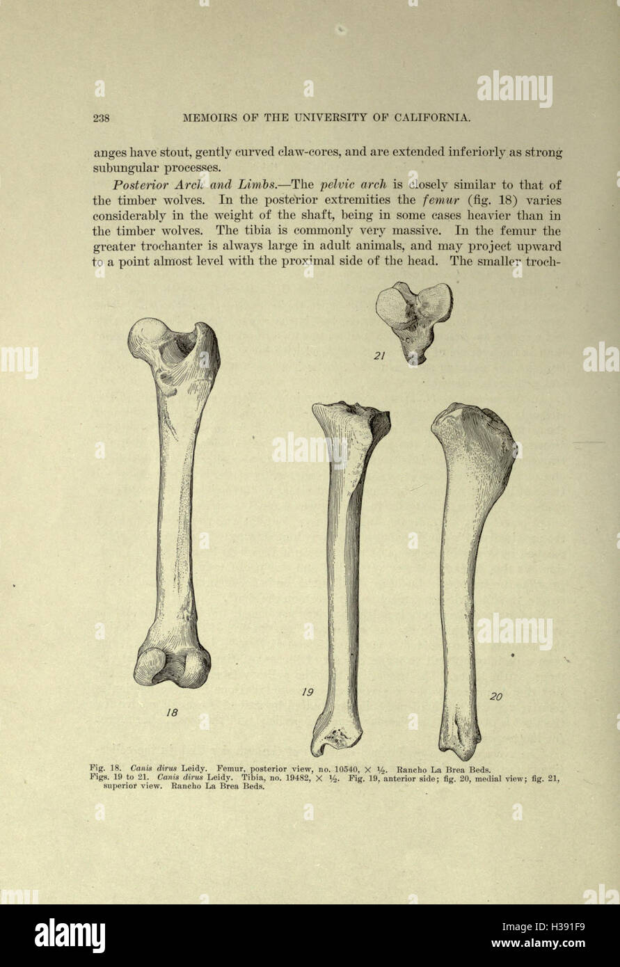 This page details the fauna of Rancho La Brea, home to a wide range of ...