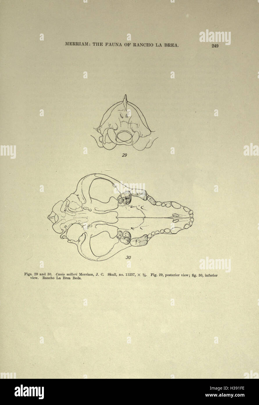 The fauna of Rancho La Brea (Page 249) BHL218 Stock Photo - Alamy