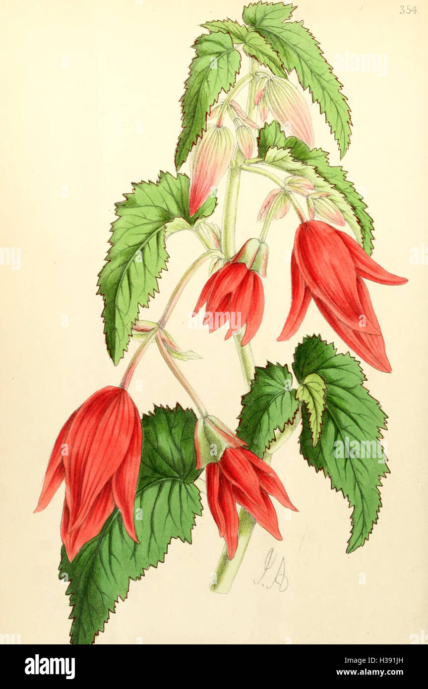 Plate 354 of 'The Floral Magazine' features detailed illustrations and ...