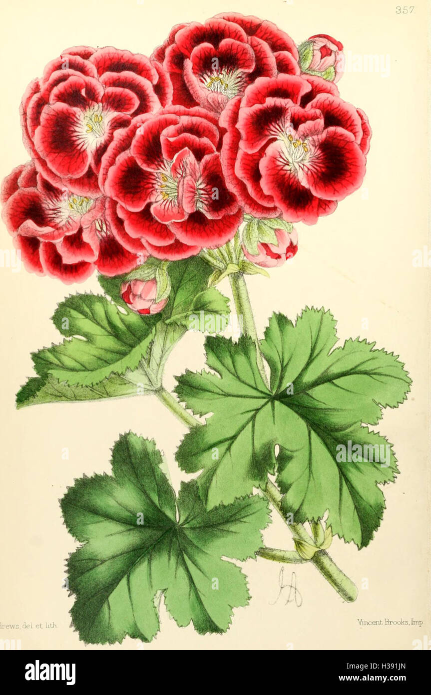 This work focuses on the depiction and classification of various plant ...