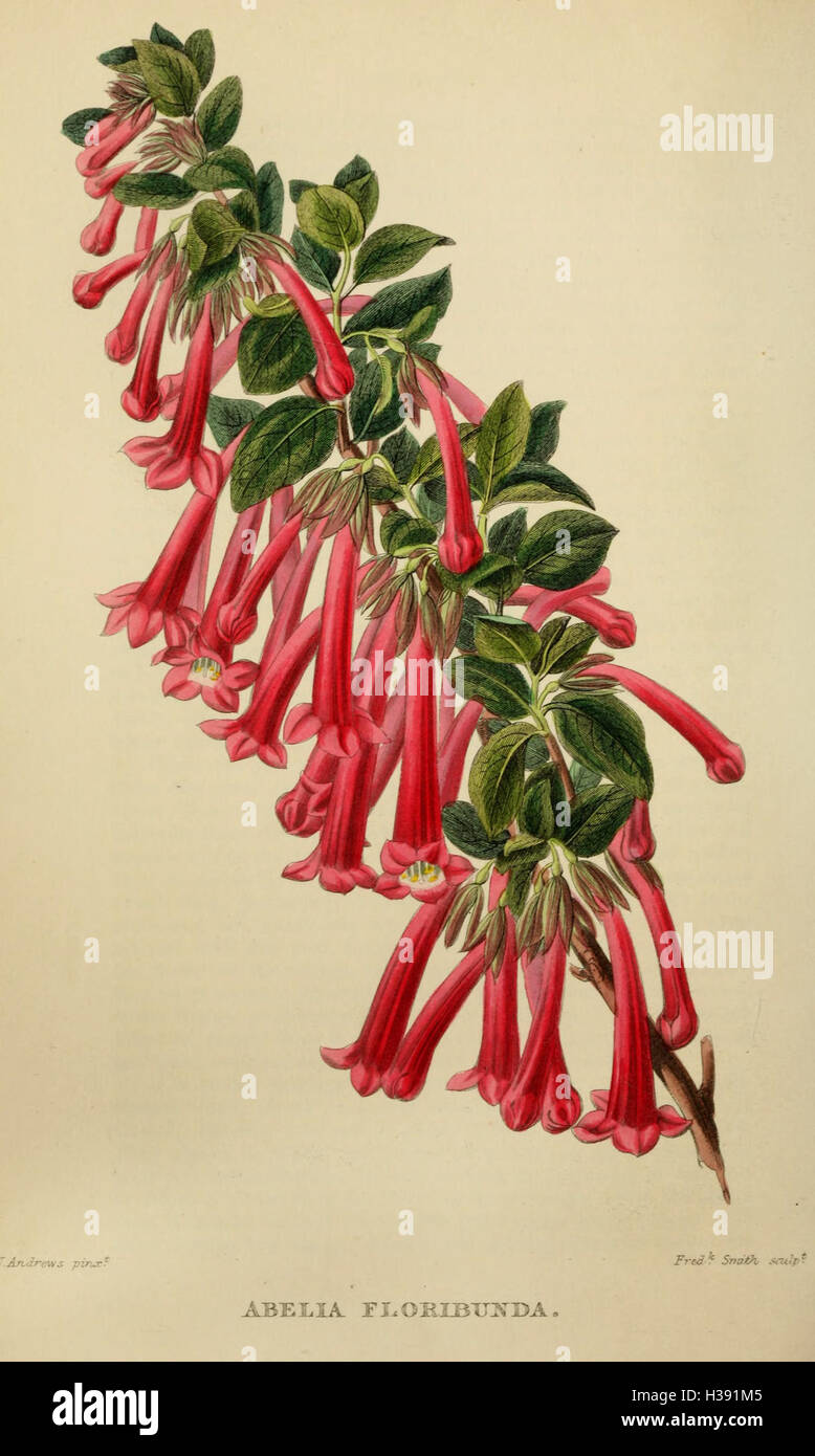 A collection of gardening advice and flower care tips, offering ...